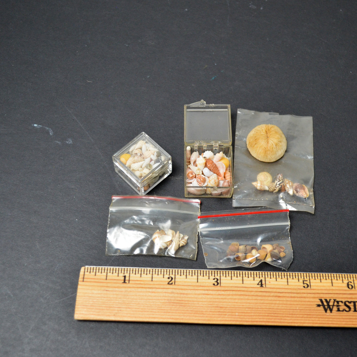 Miniature Shell Bundle – Make & Mend