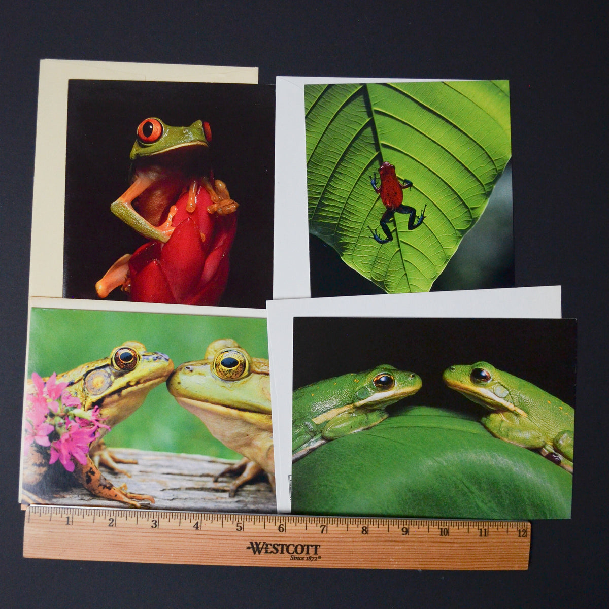 Frog Cards + Envelopes - Set of 4 – Make & Mend